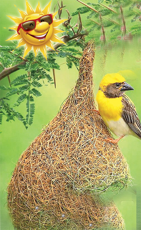 గిజిగాడి పొదరిల్లు | general