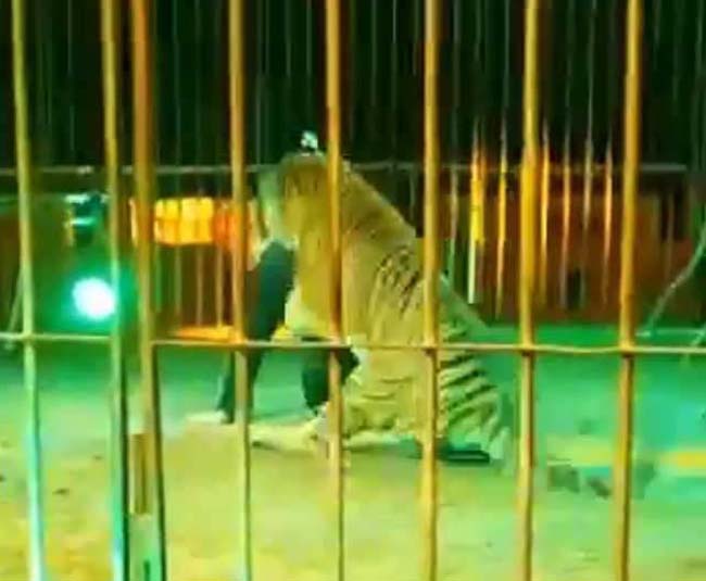 Italy Circus: పులి నోట చిక్కిన సర్కస్‌ ట్రైనర్‌.. ఇటలీలో ఒళ్లు ...