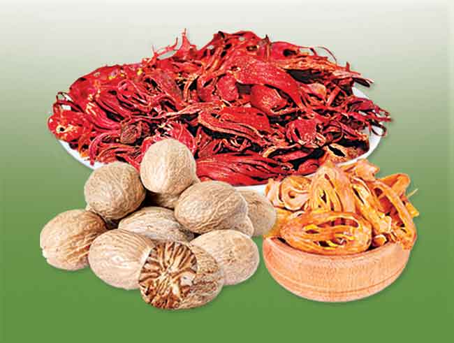 జాజిఫలంలో... జాజికాయ, జాపత్రి | health-benefits-of-jajikaya-in-telugu