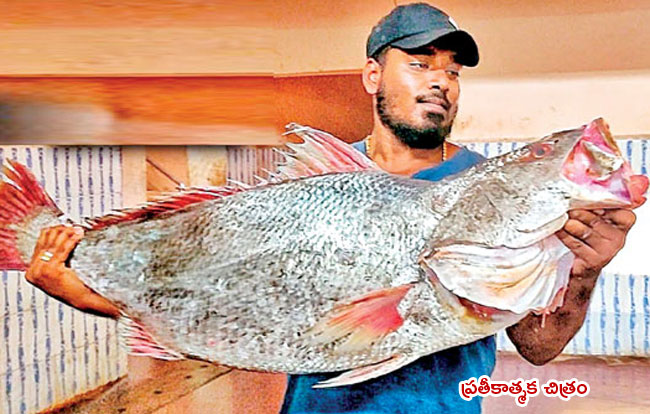 Gold fish: గోల్డ్‌ ఫిష్‌.. రాత్రికి రాత్రే కోటీశ్వరుడ్ని చేసింది | pak ...