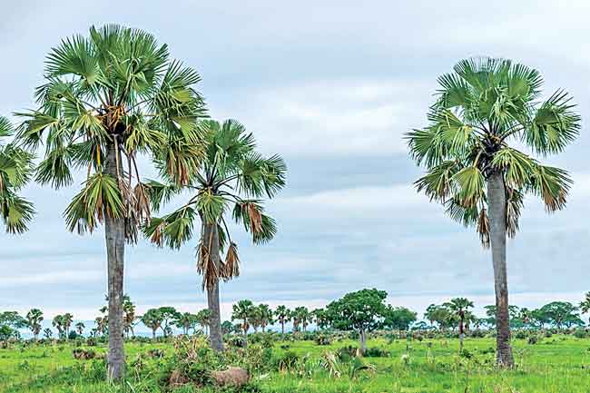 నీరా... రుచి చూద్దాం రా | benefits-of-neera-drink