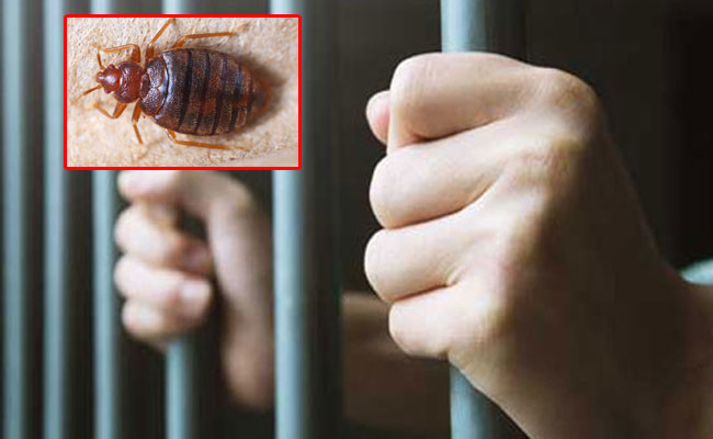 USA: నల్లులు కుట్టి.. జైల్లోనే ప్రాణాలు కోల్పోయాడు | international-us ...