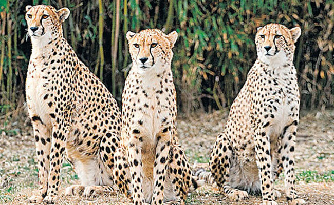Project Cheetah: భారత్‌లో చీతాలు ప్రవేశించి ఏడాది పూర్తి వరుస మరణాల వేళ ...