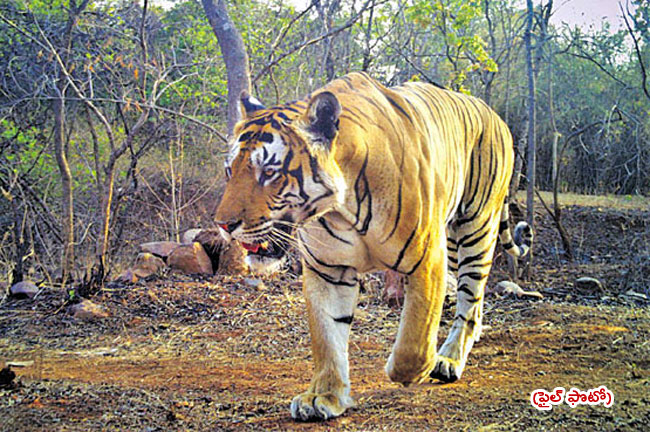 Tiger Attacks: అమ్మో పులి.. 25 గ్రామాల్లో రాత్రిపూట కర్ఫ్యూ | curfew-in ...