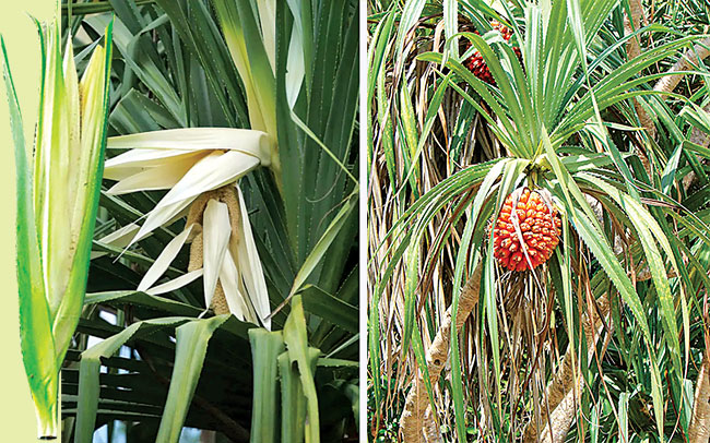 మొగలి... గంజాంలో గుబాళిస్తోంది | ganjam-kewda-flower-cultivation-in-odisha