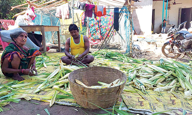 మొగలి... గంజాంలో గుబాళిస్తోంది | ganjam-kewda-flower-cultivation-in-odisha