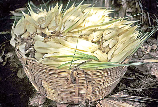 మొగలి... గంజాంలో గుబాళిస్తోంది | ganjam-kewda-flower-cultivation-in-odisha