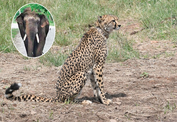 Cheetah: చీతాలకు లక్ష్మి, సిద్ధాంత్‌ల రక్షణ | two-elephants-in-charge ...