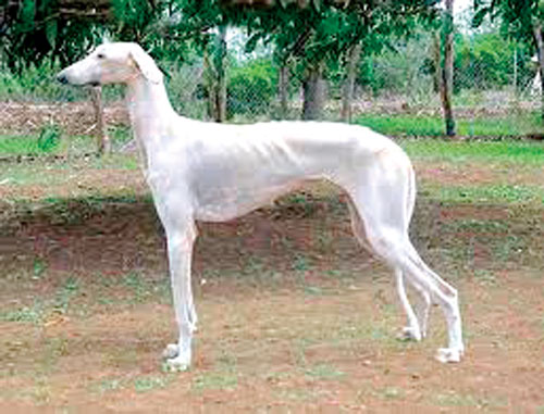 Mudhol Dog: ముధోల్‌ కుక్క.. వేట పక్కా: శిక్షణ ఇచ్చేందుకు ఎస్పీజీ ఆసక్తి ...