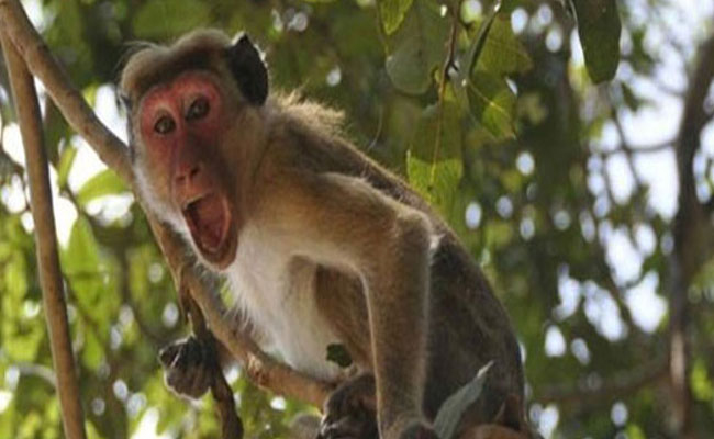 Monkey: కోతిని పట్టుకున్నారు.. రూ.21 వేలు గెలిచారు | ujjain-teamed-up ...