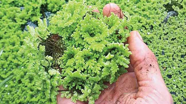 నాచు నాచు...భలే నాచు | benefits-and-farming-of-azolla-grass