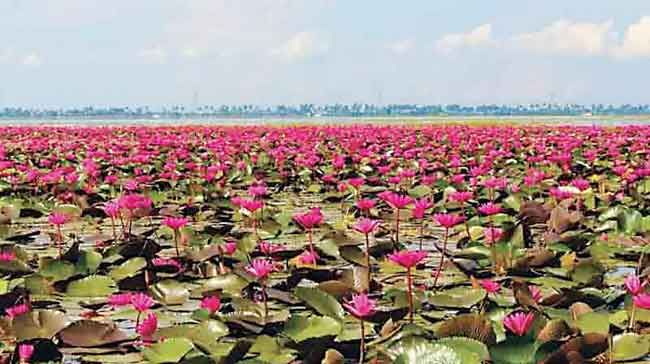 చేపల చెరువుల్లో తామరల సాగు.. | here-how-to-phool-makhana-cultivation-in ...