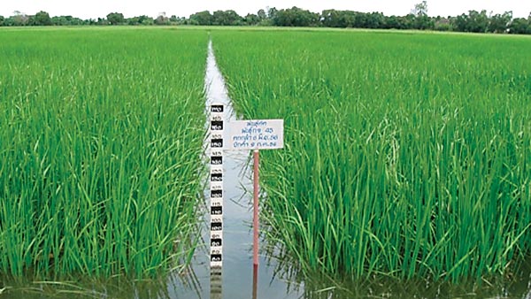వరదల్లోనూ పండే వరి | cultivation-of-deep-water-rice