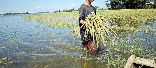 వరదల్లోనూ పండే వరి | cultivation-of-deep-water-rice