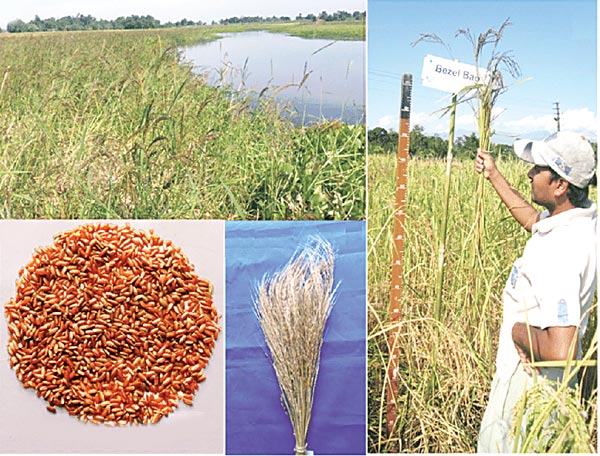 వరదల్లోనూ పండే వరి | cultivation-of-deep-water-rice