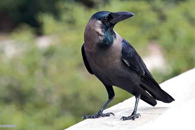 Crow Story: కాకమ్మ కథ తెలుసా.. | interesting-and-fun-facts-about-crows