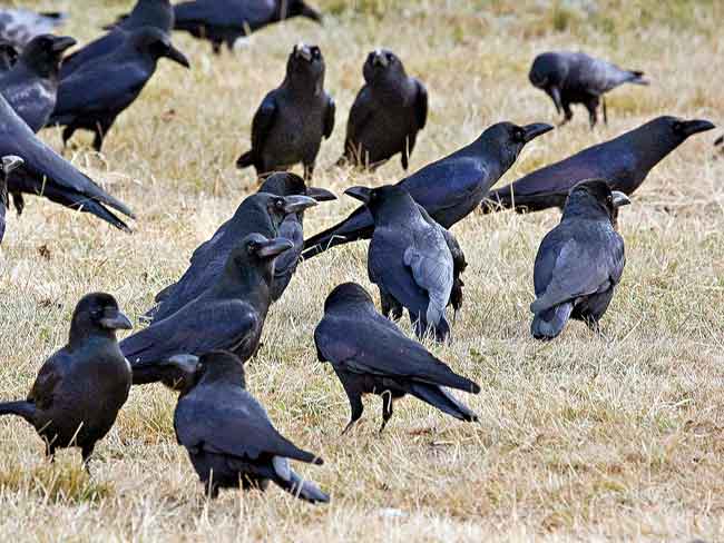 Crow Story: కాకమ్మ కథ తెలుసా.. | interesting-and-fun-facts-about-crows