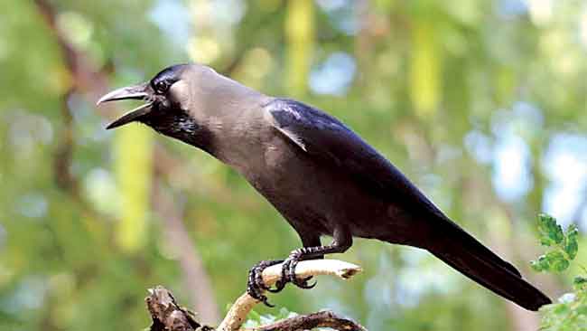 Crow Story: కాకమ్మ కథ తెలుసా.. | interesting-and-fun-facts-about-crows