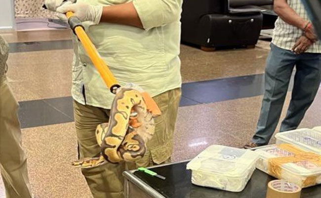 Tamil Nadu: విమానాశ్రయంలో 47 కొండచిలువల పట్టివేత.. | a-passenger-lands ...