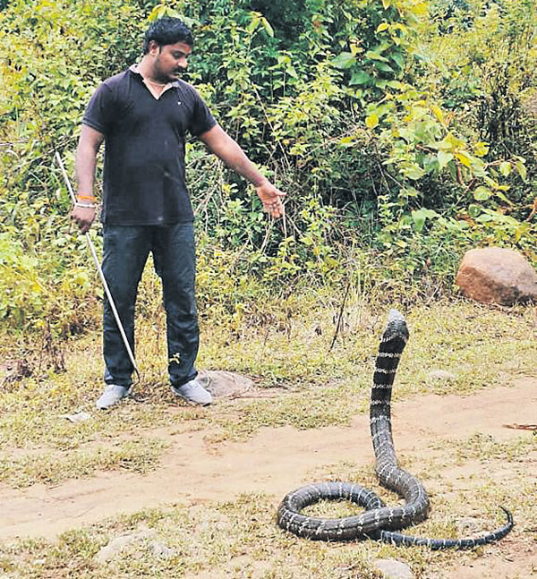 Anakapalli: భారీ గిరి నాగు పట్టివేత | general