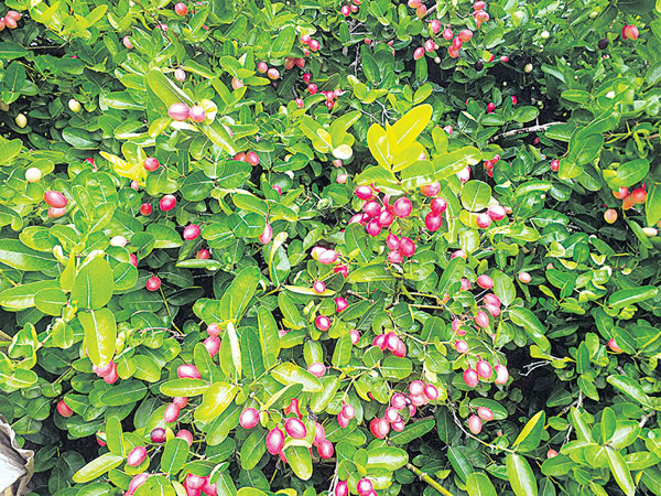 Karonda Tree: కంచె కోసం తీసుకొస్తే పంటగా ఎదిగింది.. ఒక్క మొక్క 80 ...