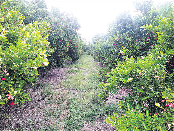Karonda Tree: కంచె కోసం తీసుకొస్తే పంటగా ఎదిగింది.. ఒక్క మొక్క 80 ...