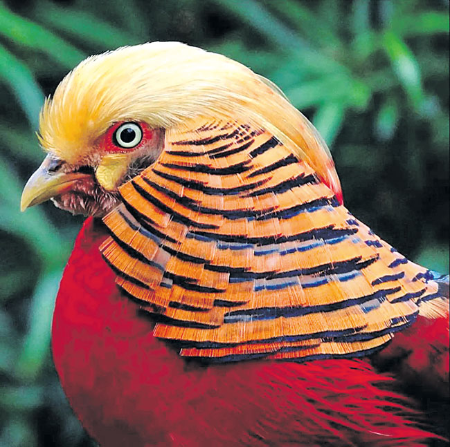 Birds: నేనో బంగారు పక్షిని.. | the-golden-bird