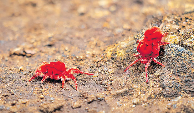 Red Velvet Mites: రైతు మిత్రులు కనుమరుగు | red-velvet-mites-facing ...