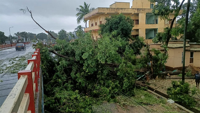 మిగ్‌జాం ఎఫెక్ట్‌: కూలిన చెట్లు.. విద్యుత్‌ స్తంభాలు.. వేలాది ఎకరాల్లో ...
