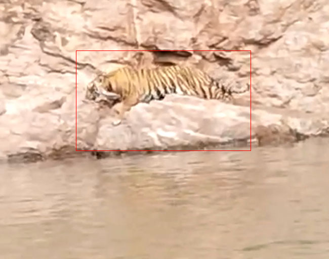 Kollapur: కొల్లాపూర్‌లో పెద్దపులి సంచారం.. ప్రజల్లో భయాందోళన | tiger-in ...