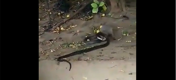 పాము, ముంగిస పోరాటం.. | Snake-mongoose-fierce-fight-viral-video