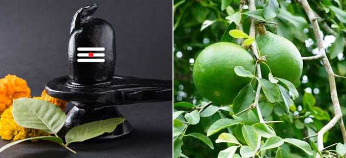 మారేడు వృక్షం విశిష్టత ఏంటి? | what-is-importance-of-maredu-tree