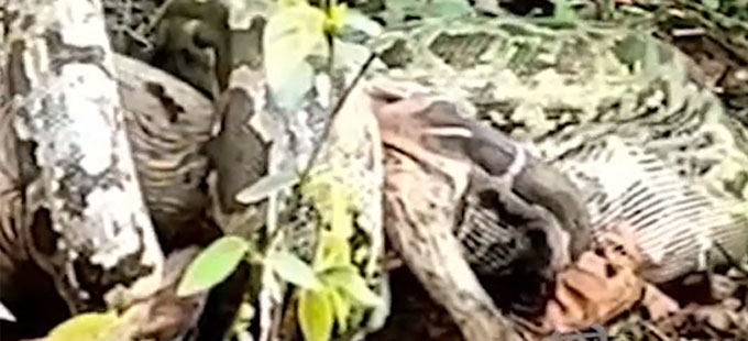 Viral video: మేకను మింగేసిన కొండచిలువ | python-swallows-goat-video-goes ...