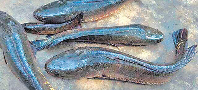 Telangana Fish: సర్కారీ చేపలోయ్‌ | telugu-news