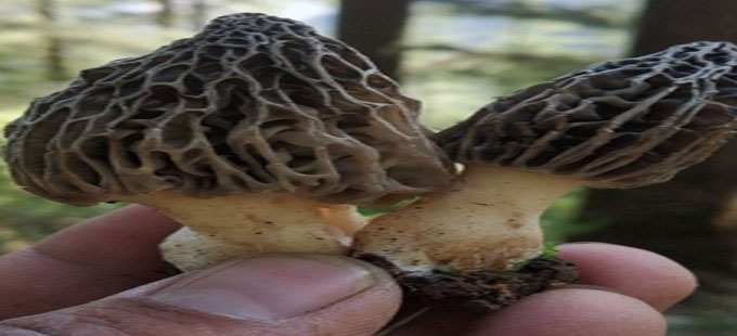 guchhi: పుట్టగొడుగులే.. కేజీ ధర మాత్రం రూ.18000.. | about-guchhi-mushrooms