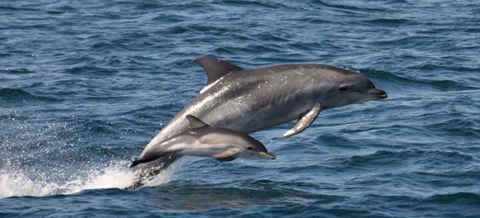 Dolphin Army: ఉక్రెయిన్‌ యుద్ధంలో ‘డాల్ఫిన్‌ ఆర్మీ’.. రష్యా కొత్త ...