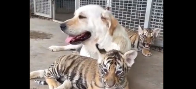 Viral Video: పులి పిల్లలను సాకుతున్న శునకం.. వైరల్‌గా మారిన వీడియో ...