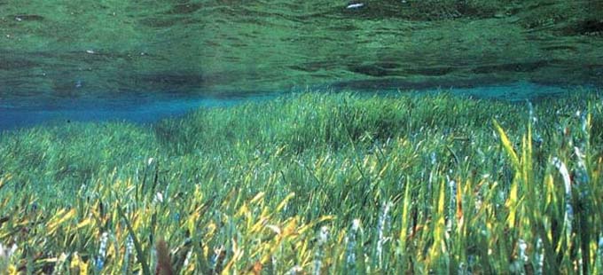 Seagrass: ప్రపంచంలోనే అతిపెద్ద మొక్క.. ఏకంగా 180 కి.మీ మేర విస్తరణ ...