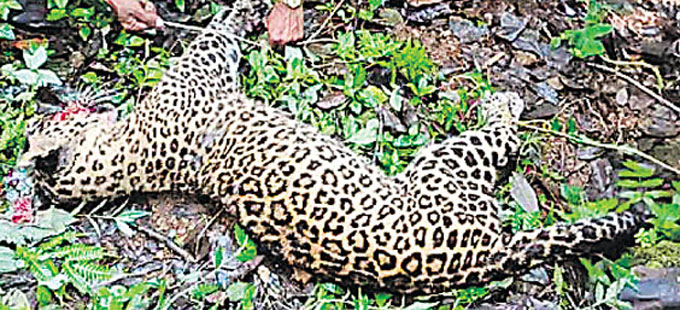 Kerala: దాడి చేసిన చిరుత.. చంపిన గిరిజనుడు | general