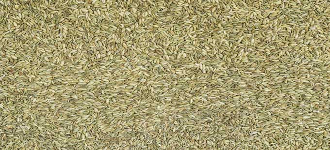 Fennel Seeds: బరువు తగ్గించుకునేందుకు సోంపు గింజలు | benefits-of-fennel ...
