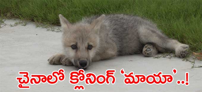 Arctic wolf Maya: చైనాలో క్లోనింగ్‌ ‘మాయా’.. | scientists-in-china ...