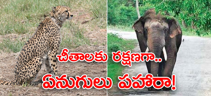 Cheetah: చీతాలకు లక్ష్మి, సిద్ధాంత్‌ల రక్షణ | two-elephants-in-charge ...