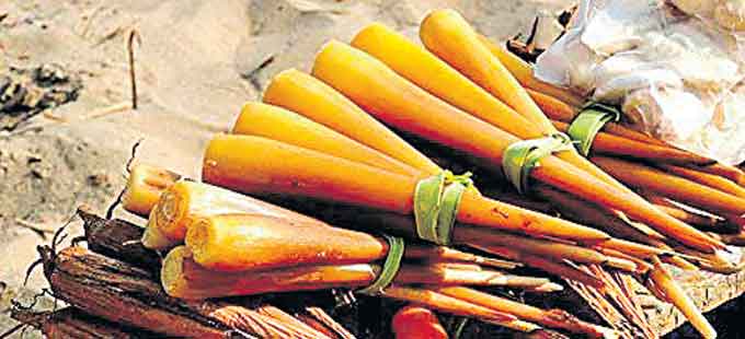 తేగలే కదా అని తీసి పారేయకండి | benefits-of-palmyra-sprout
