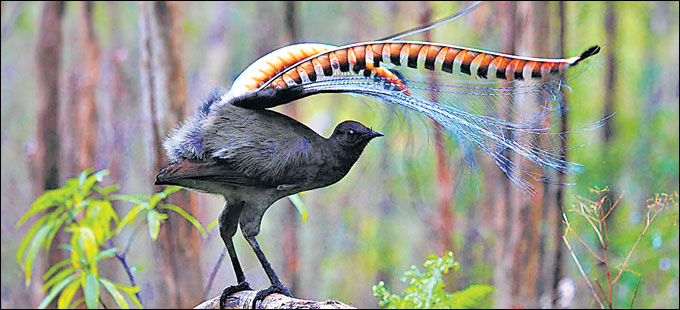 మిమిక్రీ పక్షిని నేను | all-you-need-to-know-about-worlds-mimicry-bird-lyre