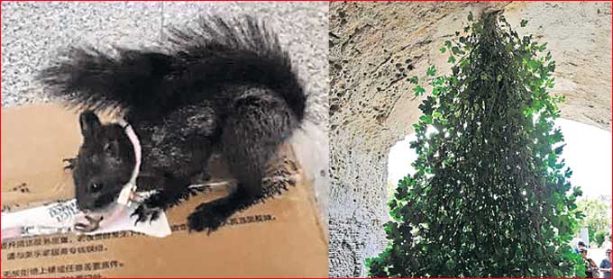 ఉడుత సాయం.. చెట్టు ఘనం | story-of-italys-famous-upside-down-fig-tree ...