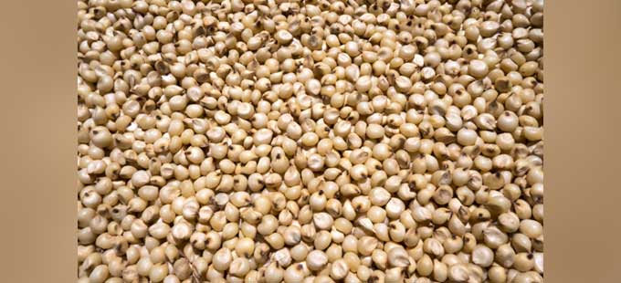 పోషకాల జొన్నలు | health-benefits-of-jowar-or-jonnalu-in-telugu