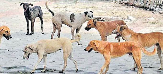 Hyderabad: బాలానగర్‌లో వీధి కుక్క స్వైర విహారం.. 16 మందిపై దాడి ...