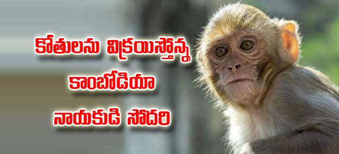 Monkey trade: కాంబోడియా నాయకుడి సోదరి... కోతులను విక్రయిస్తోంది ...