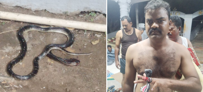 Snake Bite: నిద్రిస్తున్న కానిస్టేబుల్‌కు పాముకాటు | snake bites ap ...