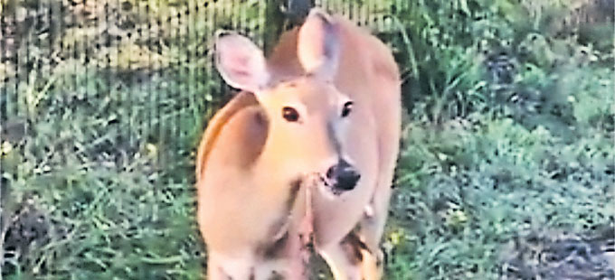 deer eating snake: పామును నమిలిన జింక | viral-video-of-deer-eating-snake